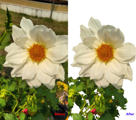 Flower Photo Editing Service | Clipping path service